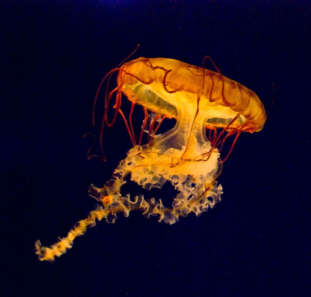 Jellyfish | Smithsonian Photo Contest | Smithsonian Magazine