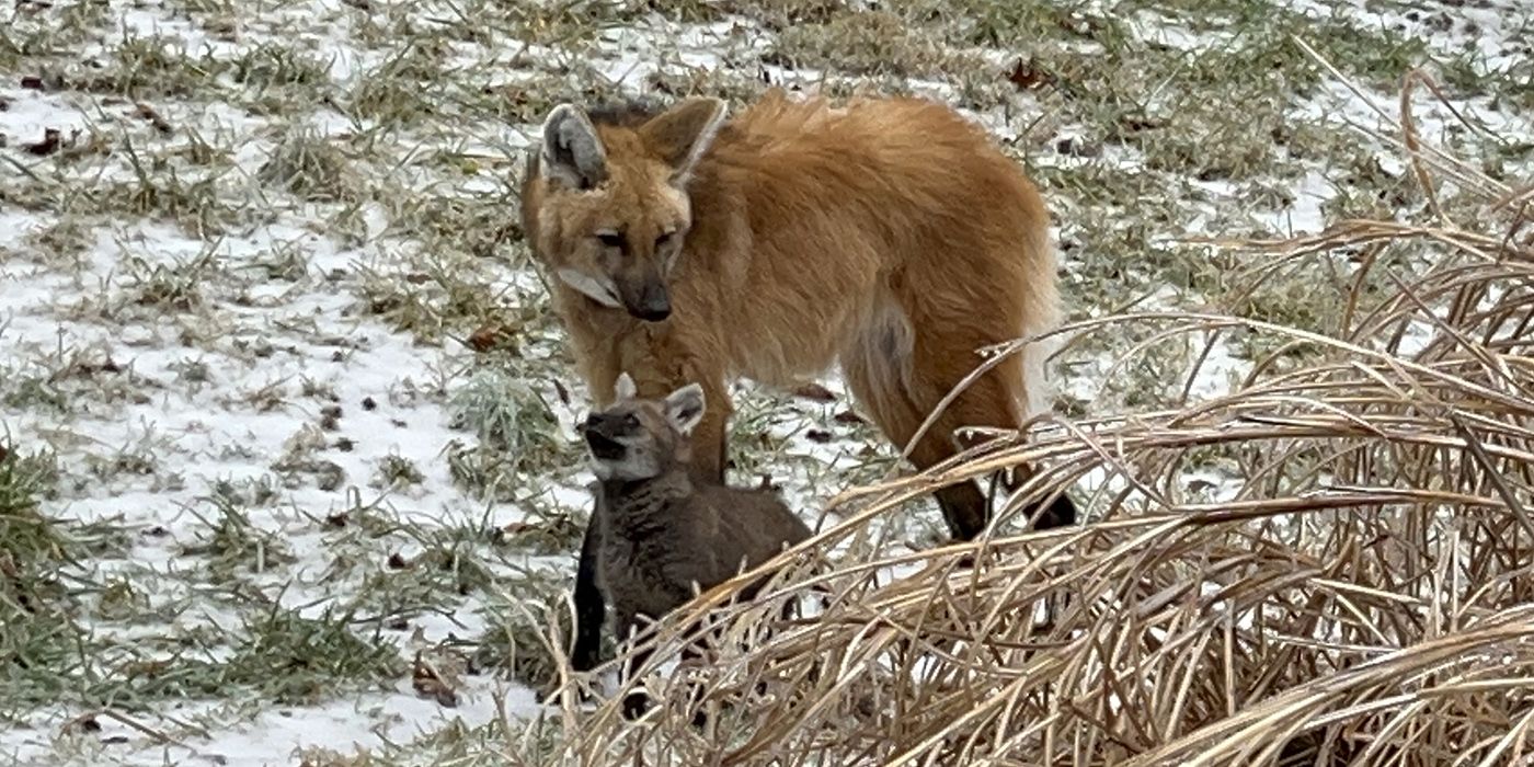 Maned Wolf Program at the National Zoo's Research Campus Welcomes Three ...
