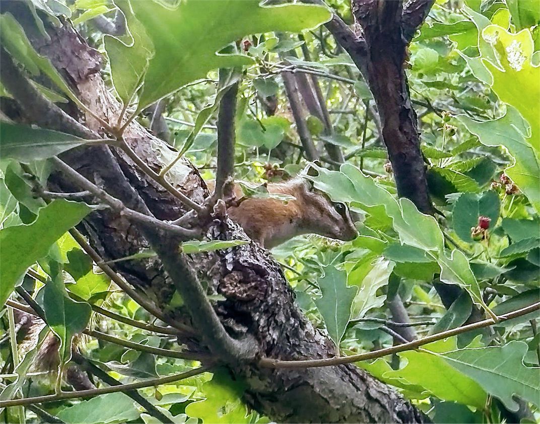 Chipmunk in a Tree | Smithsonian Photo Contest | Smithsonian Magazine