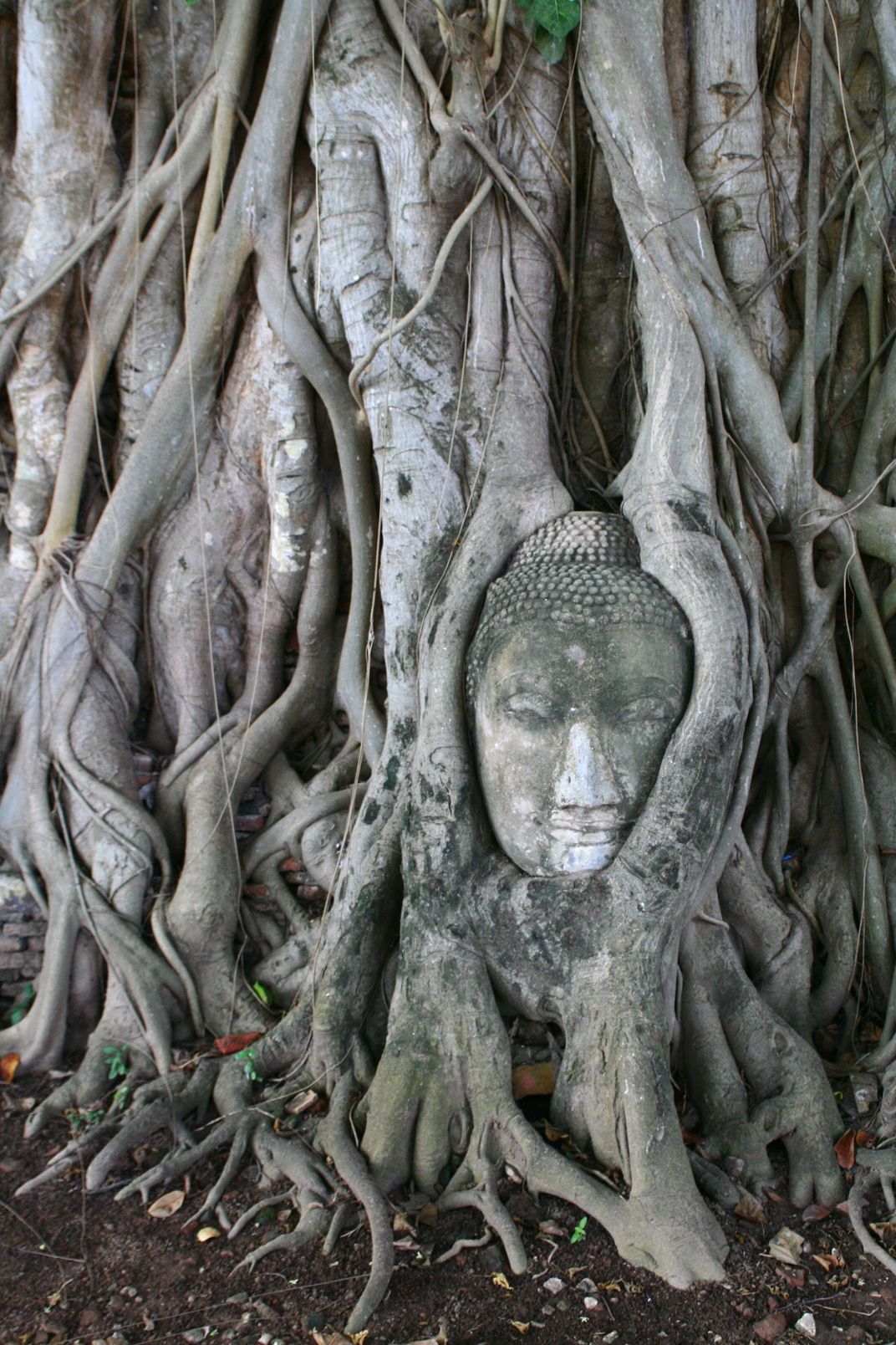 Thai Buddha head entangled in tree roots | Smithsonian Photo Contest ...