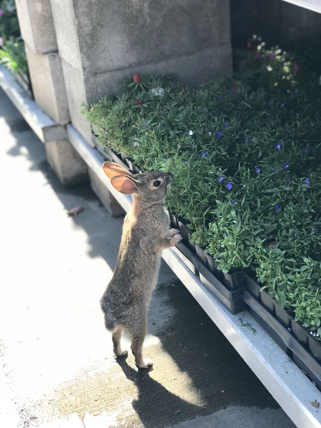Garden-Center Bunny | Smithsonian Photo Contest | Smithsonian Magazine