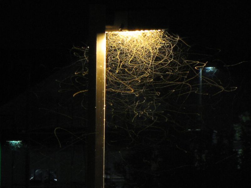 Bugs flying under a streetlight at night | Smithsonian Photo Contest ...