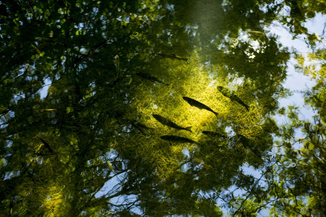 Fishes in the Sky | Smithsonian Photo Contest | Smithsonian Magazine