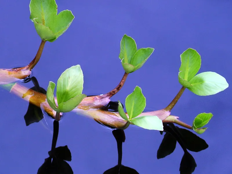 Waterplant | Smithsonian Photo Contest | Smithsonian Magazine