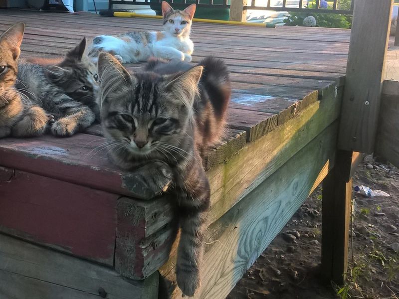 Cats on a farm | Smithsonian Photo Contest | Smithsonian Magazine