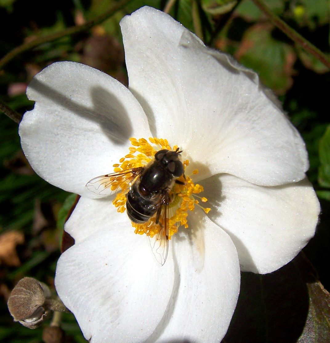 gathering pollen in a garden in Park Slope, Brooklyn | Smithsonian ...