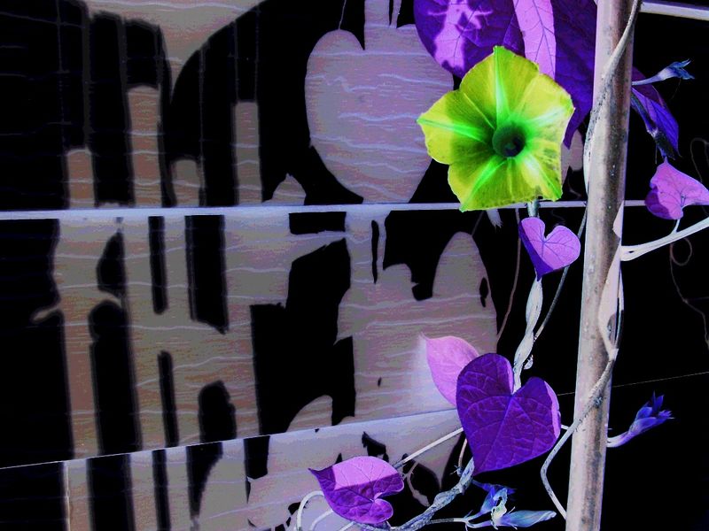 An inverted frame creates a captivating picture. | Smithsonian Photo ...