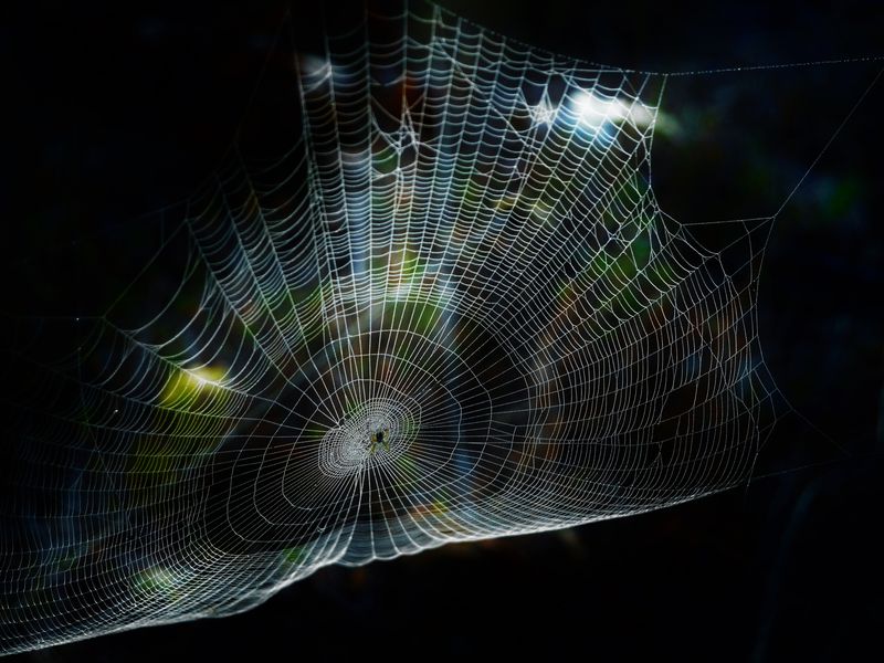 Web of Light | Smithsonian Photo Contest | Smithsonian Magazine