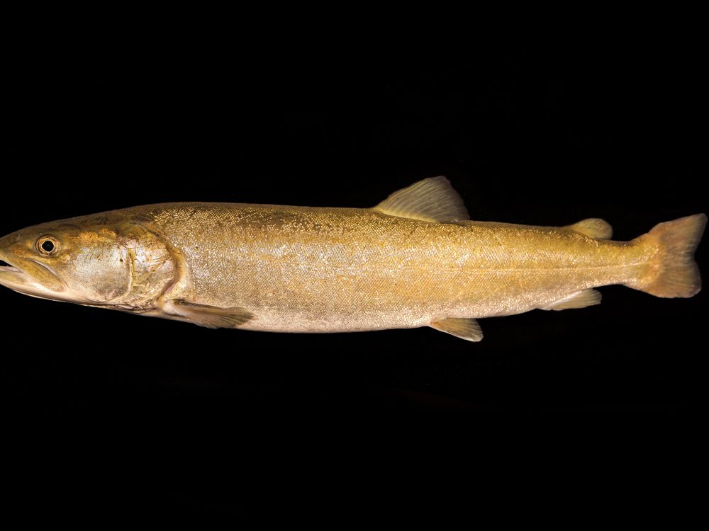 This Weekend, Celebrate the World's Weird and Wonderful Migratory Fishes