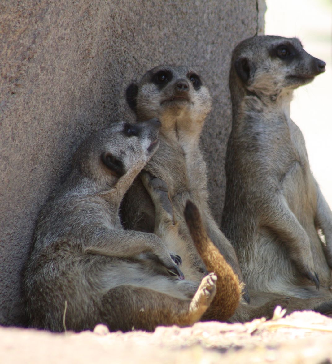 Three Meercats sitting at the zoo. | Smithsonian Photo Contest ...