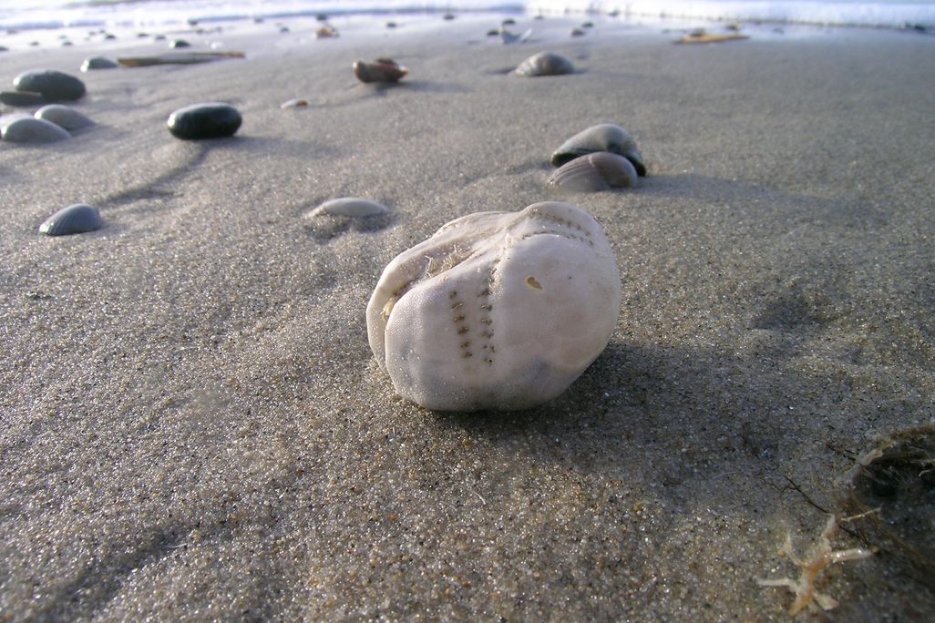 sea sand shell