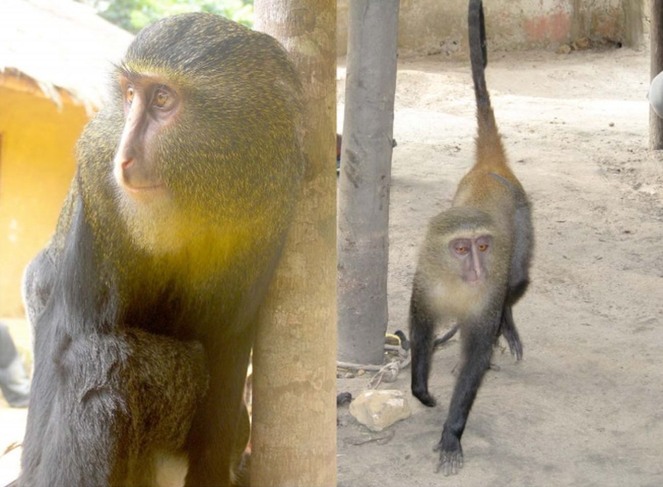 Meet the World’s Newest Monkey Species