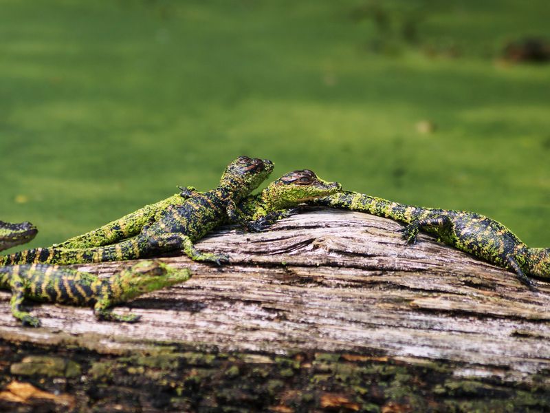 Alligator hatchlings | Smithsonian Photo Contest | Smithsonian Magazine