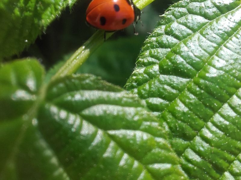 A bright Ladybug on our garden plant before midday | Smithsonian Photo ...