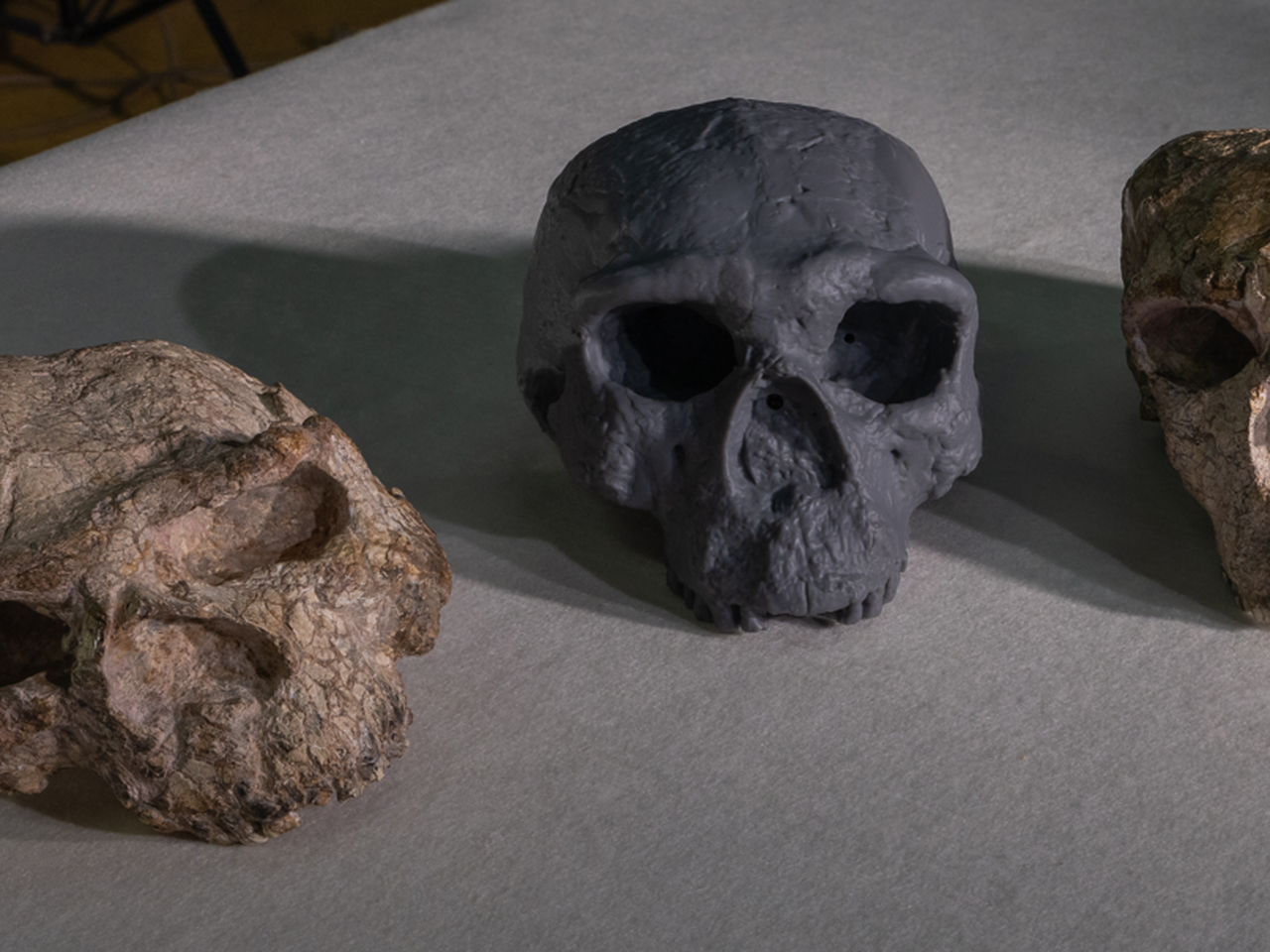 human skulls evolution