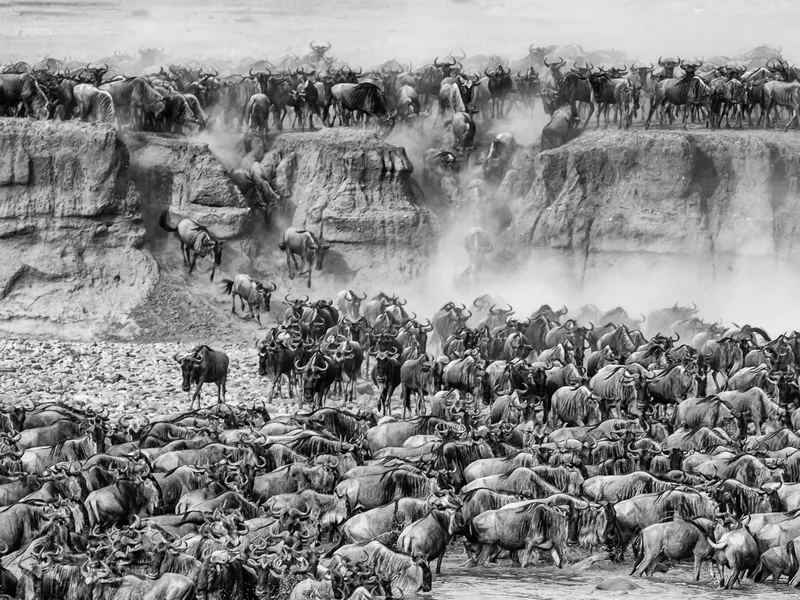 The Great Migration | Smithsonian Photo Contest | Smithsonian Magazine