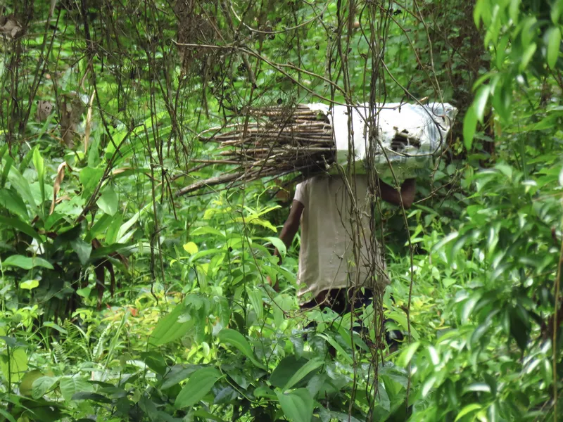 Gathering firewood | Smithsonian Photo Contest | Smithsonian Magazine