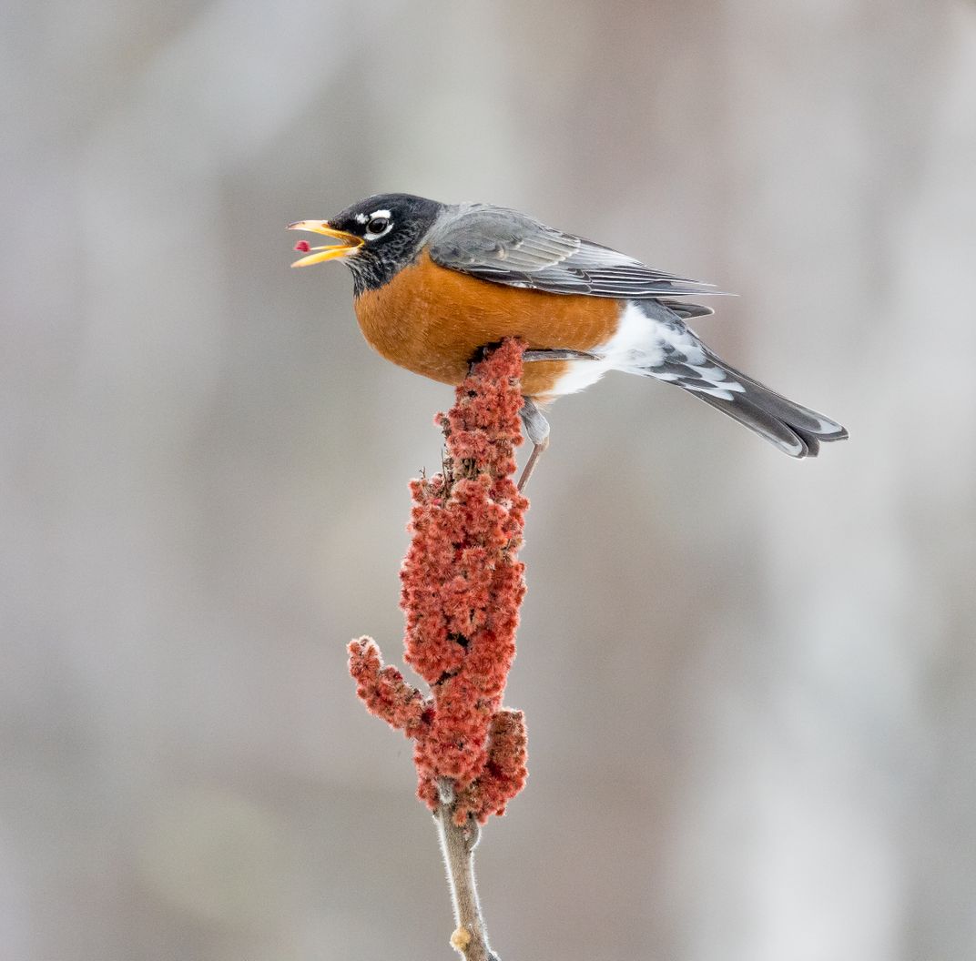 Robin Spears Fruit | Smithsonian Photo Contest | Smithsonian Magazine
