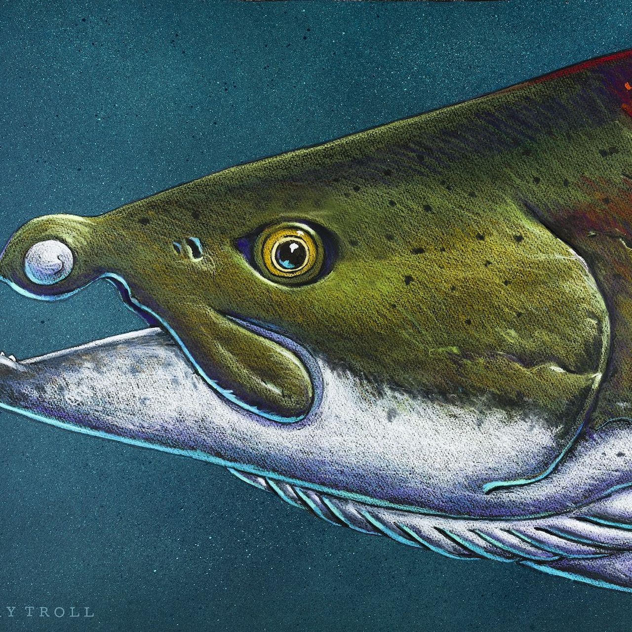 Chinook Salmon Teeth