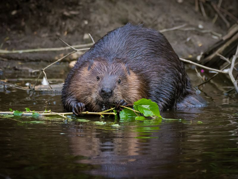 Beaver Having Dinner by Lost Lagoon | Smithsonian Photo Contest ...