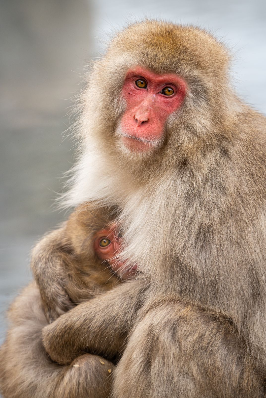 Mother and Baby Snow Monkeys | Smithsonian Photo Contest | Smithsonian ...