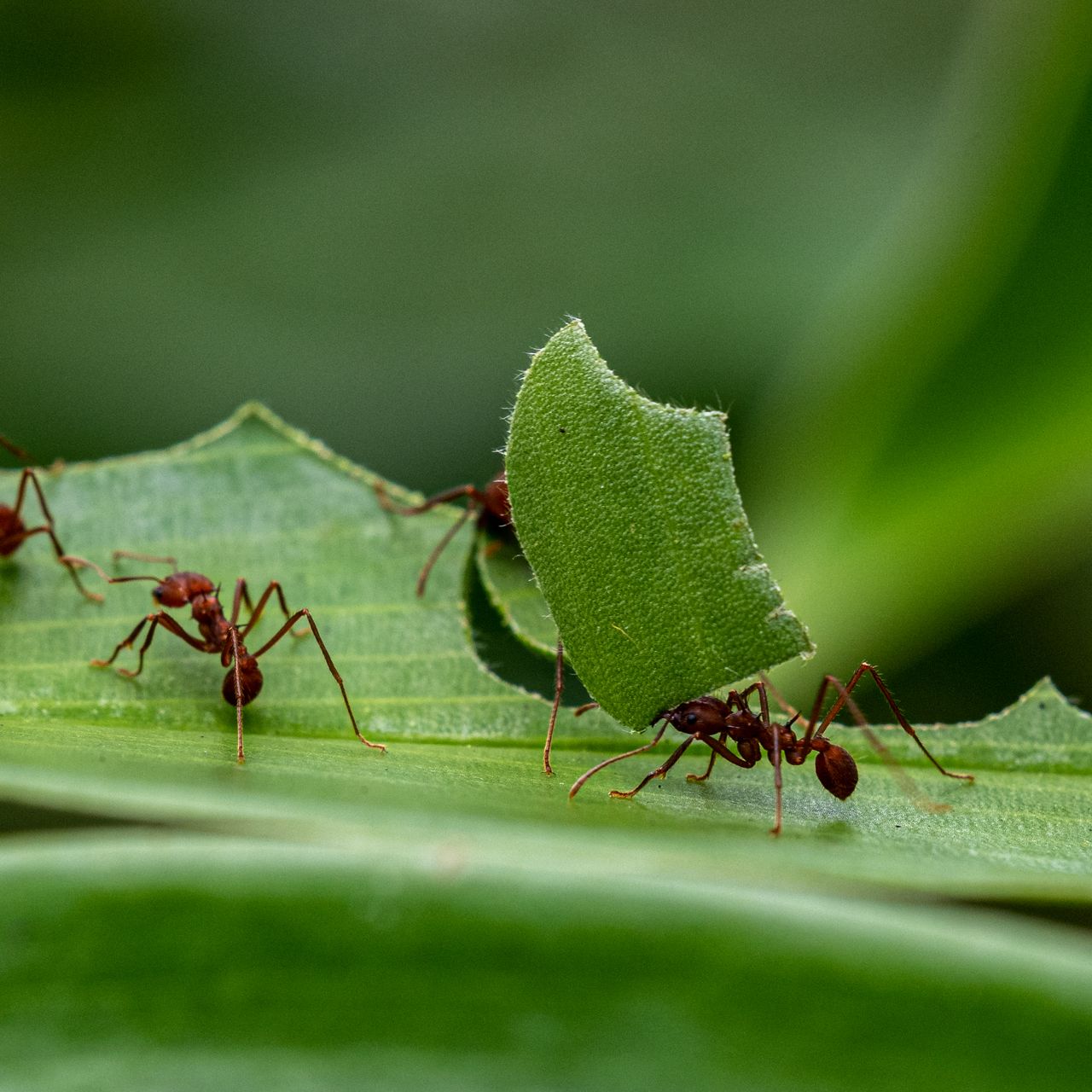 bay leaf ants