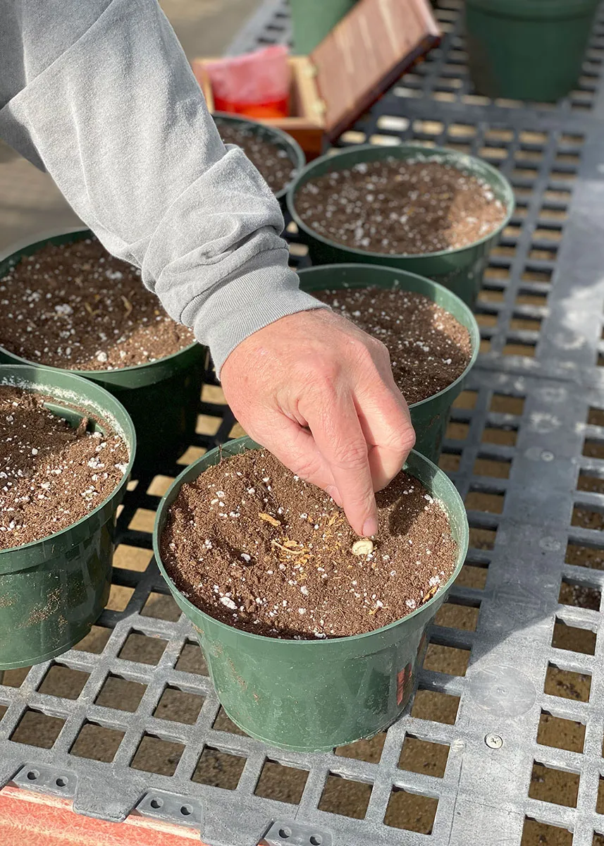 The Journey of Myaamia Native Corn to the Smithsonian Folklife Festival (A Photo Essay ...