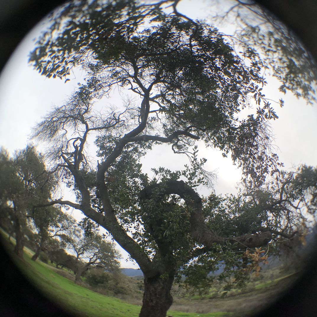 Topsy Turvy Tree | Smithsonian Photo Contest | Smithsonian Magazine