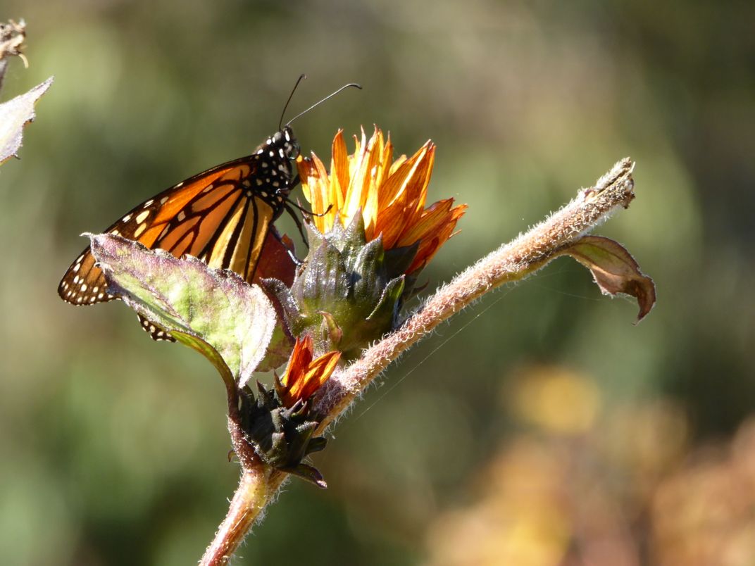 Monarch on top | Smithsonian Photo Contest | Smithsonian Magazine