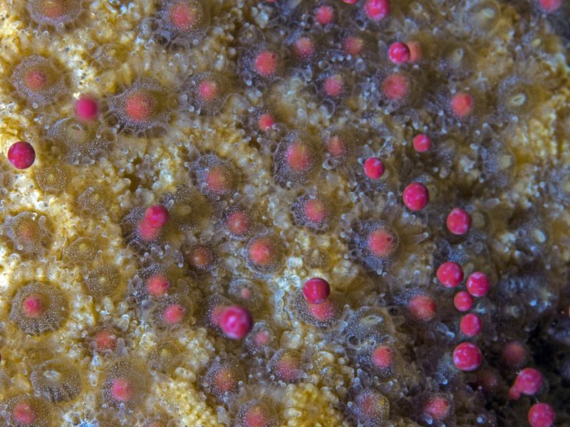 Coral spawning | Smithsonian Photo Contest | Smithsonian Magazine