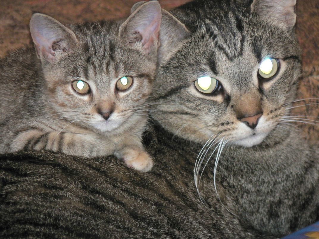 Father and baby cat spend a quiet moment | Smithsonian Photo Contest ...