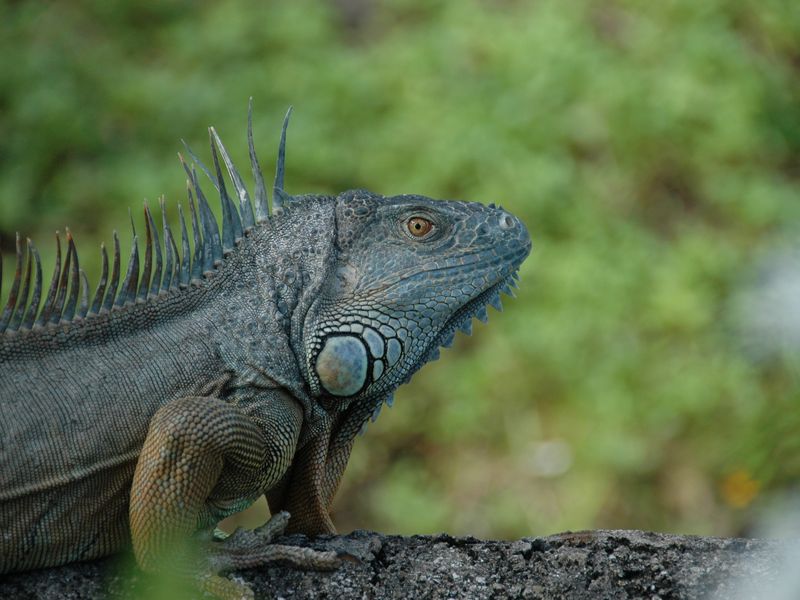 Lizard at the Miami Metro Zoo | Smithsonian Photo Contest | Smithsonian ...