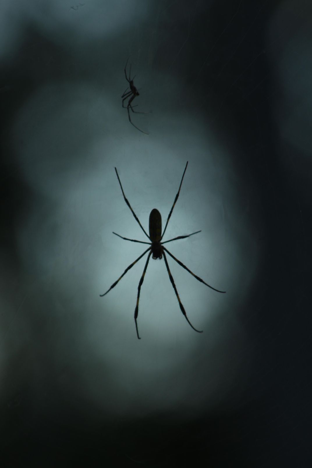 Joro Spiders | Smithsonian Photo Contest | Smithsonian Magazine