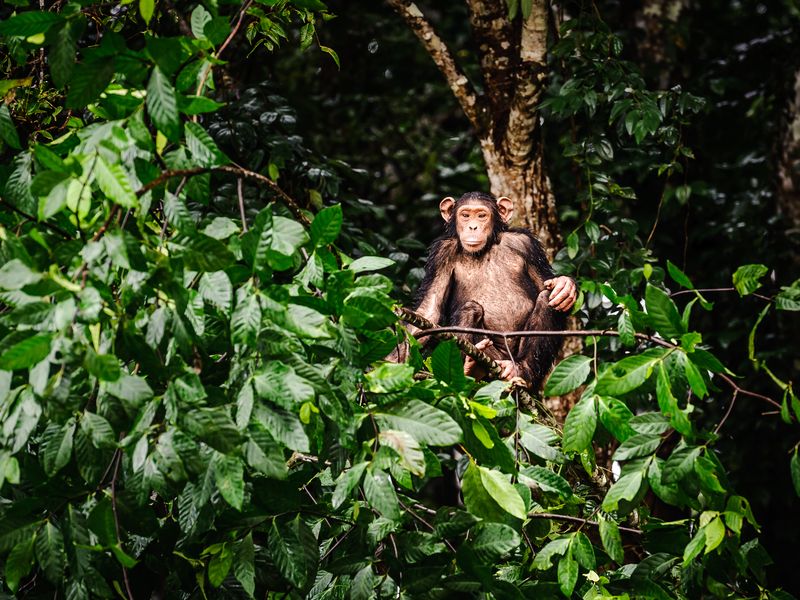 Chimp on a tree | Smithsonian Photo Contest | Smithsonian Magazine