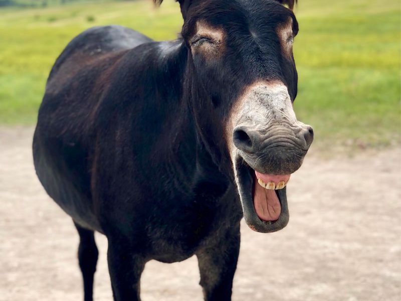 Sneezing donkey in Custer State Park | Smithsonian Photo Contest ...