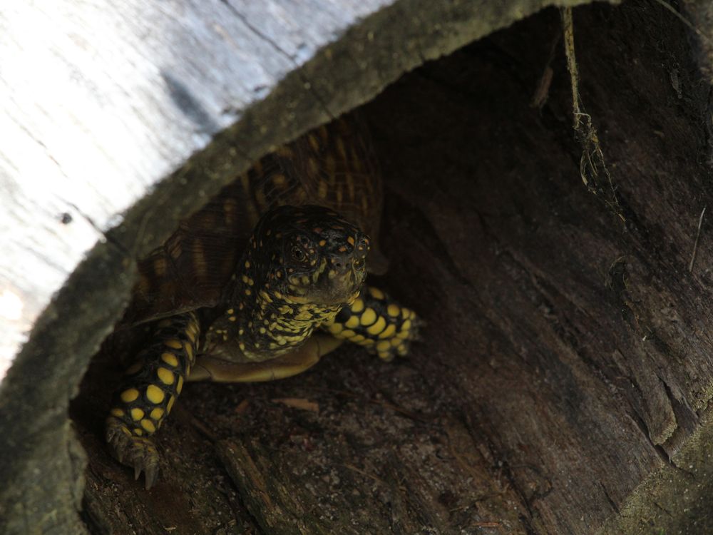 A box turtle under a log | Smithsonian Photo Contest | Smithsonian Magazine