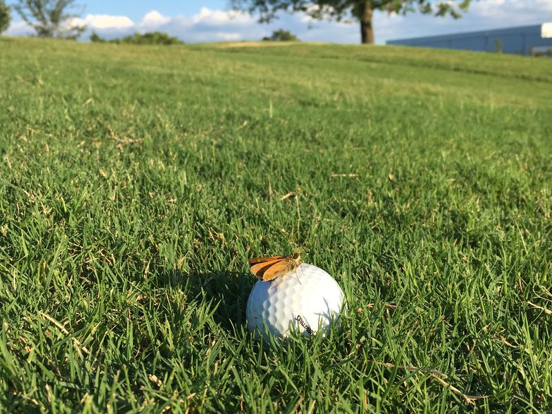 Golf Ball Butterfly | Smithsonian Photo Contest | Smithsonian Magazine