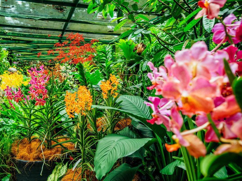 Garden orchid store