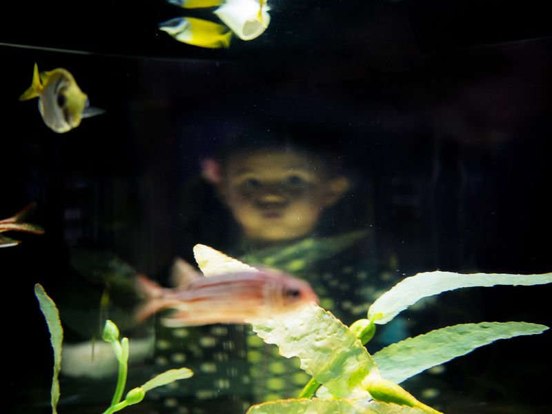 elf in a fish tank | Smithsonian Photo Contest | Smithsonian Magazine