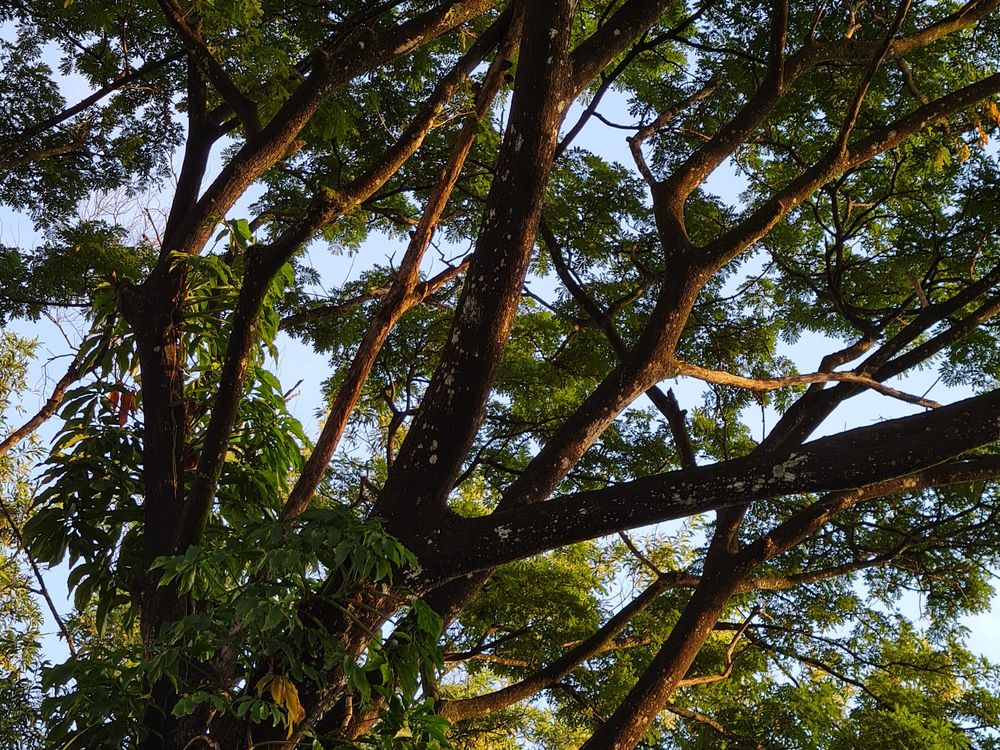 A colorful Rainforest tree. | Smithsonian Photo Contest | Smithsonian ...