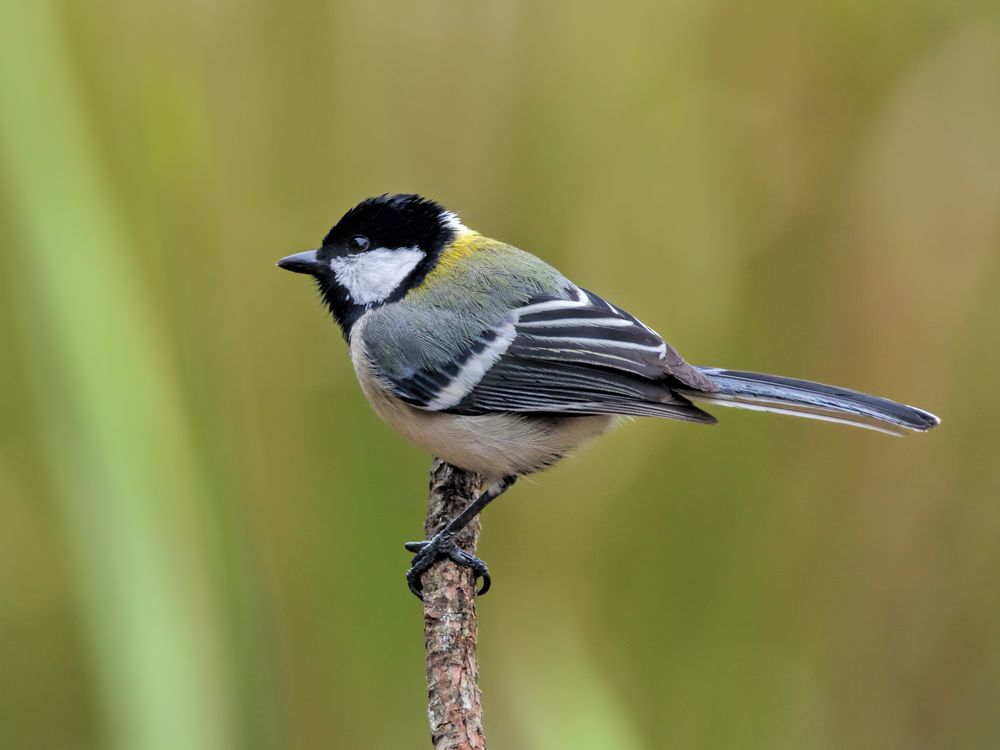 These Small Birds Flutter Their Wings to Say 'After You' to Their Partner