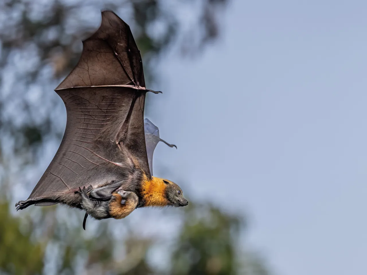 big brown bat flying