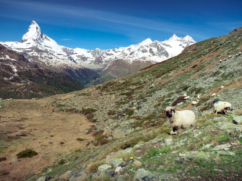Alpine Sheep Encounter near Matterhorn | Smithsonian Photo Contest ...