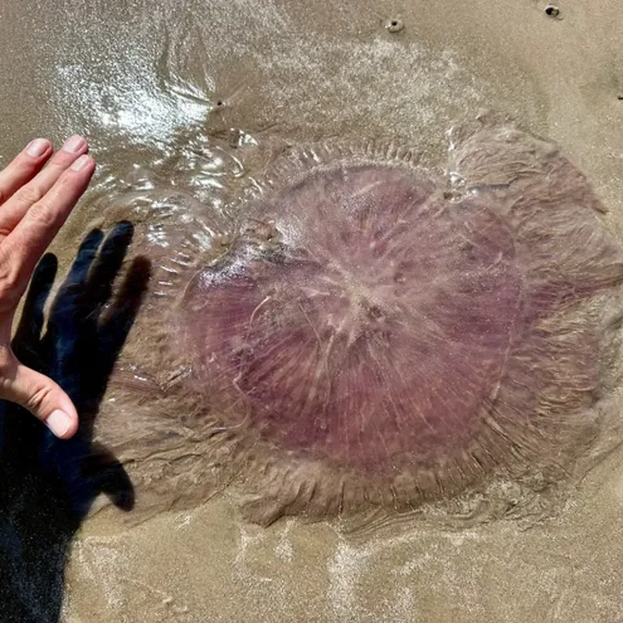 pink jellyfish mediterranean