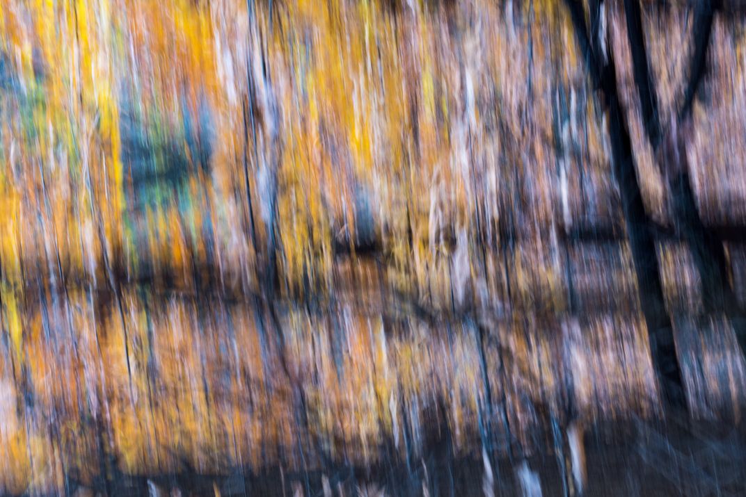 Forest for the Trees | Smithsonian Photo Contest | Smithsonian Magazine