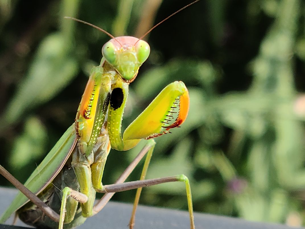 Sharp Dressed Mantis | Smithsonian Photo Contest | Smithsonian Magazine