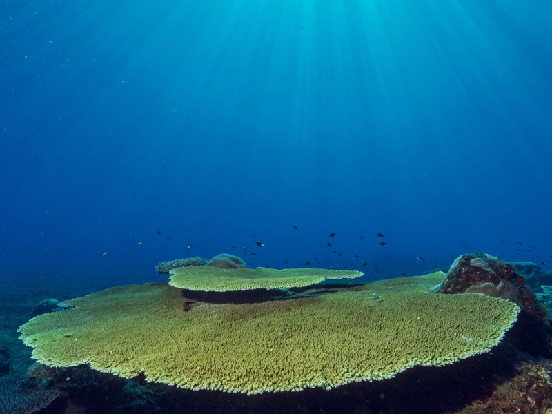 Coral Reefs of Papua New Guinea | Smithsonian Photo Contest ...