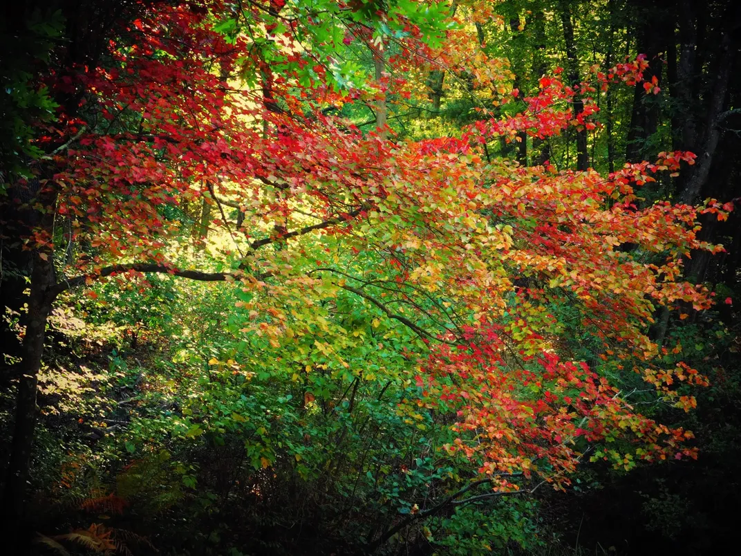 Fall in Connecticut | Smithsonian Photo Contest | Smithsonian Magazine