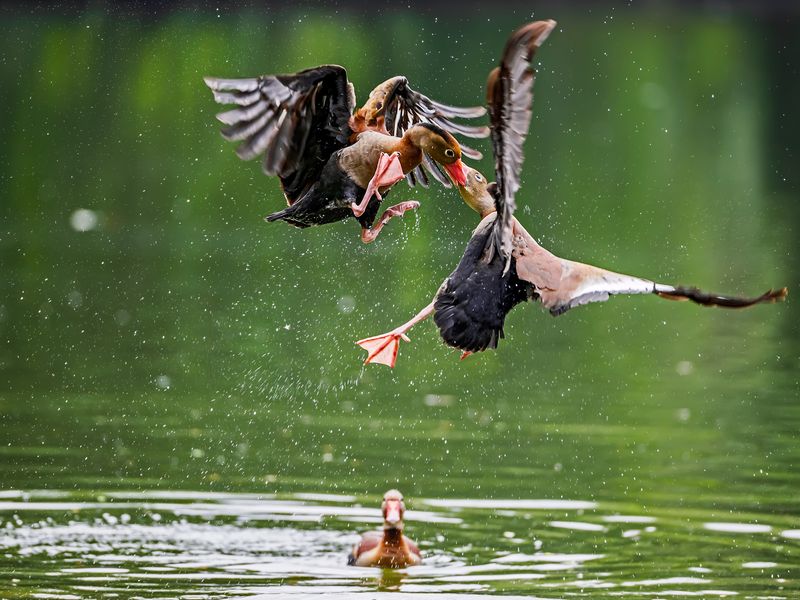 Ducks Fight | Smithsonian Photo Contest | Smithsonian Magazine
