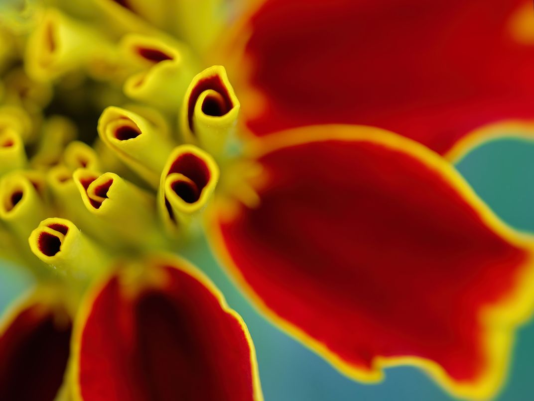 FLOWER POWER | Smithsonian Photo Contest | Smithsonian Magazine